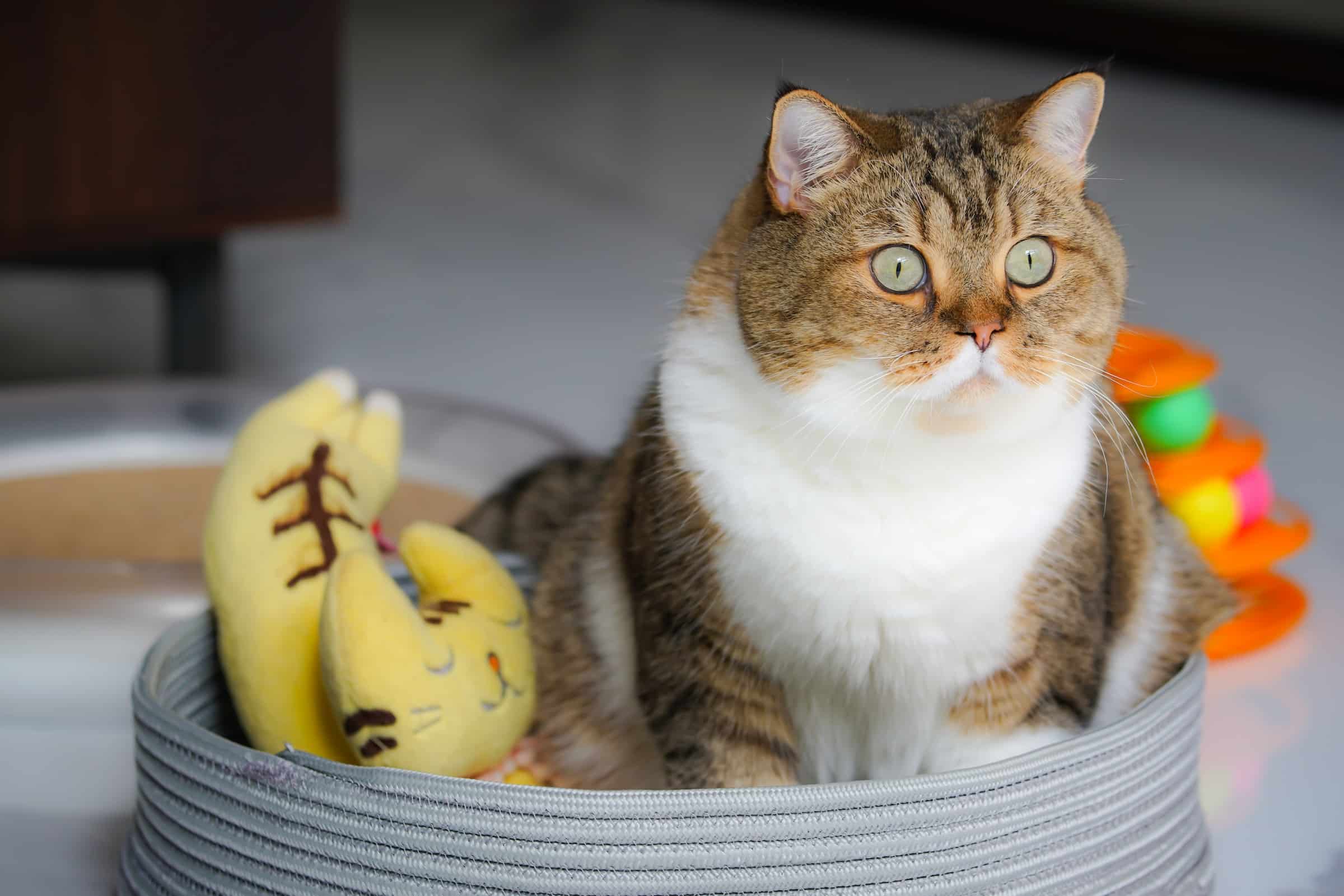 Cat IQ Test - Is My Cat Intelligent? | QuizPin